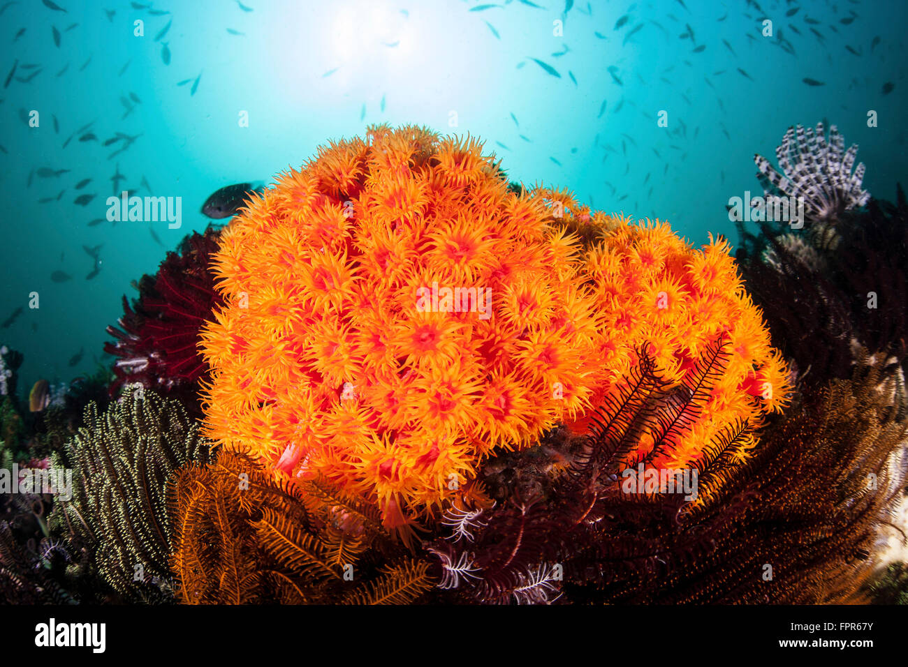 Bright orange cup corals (Tubastrea sp.) grow on a vibrant reef in ...