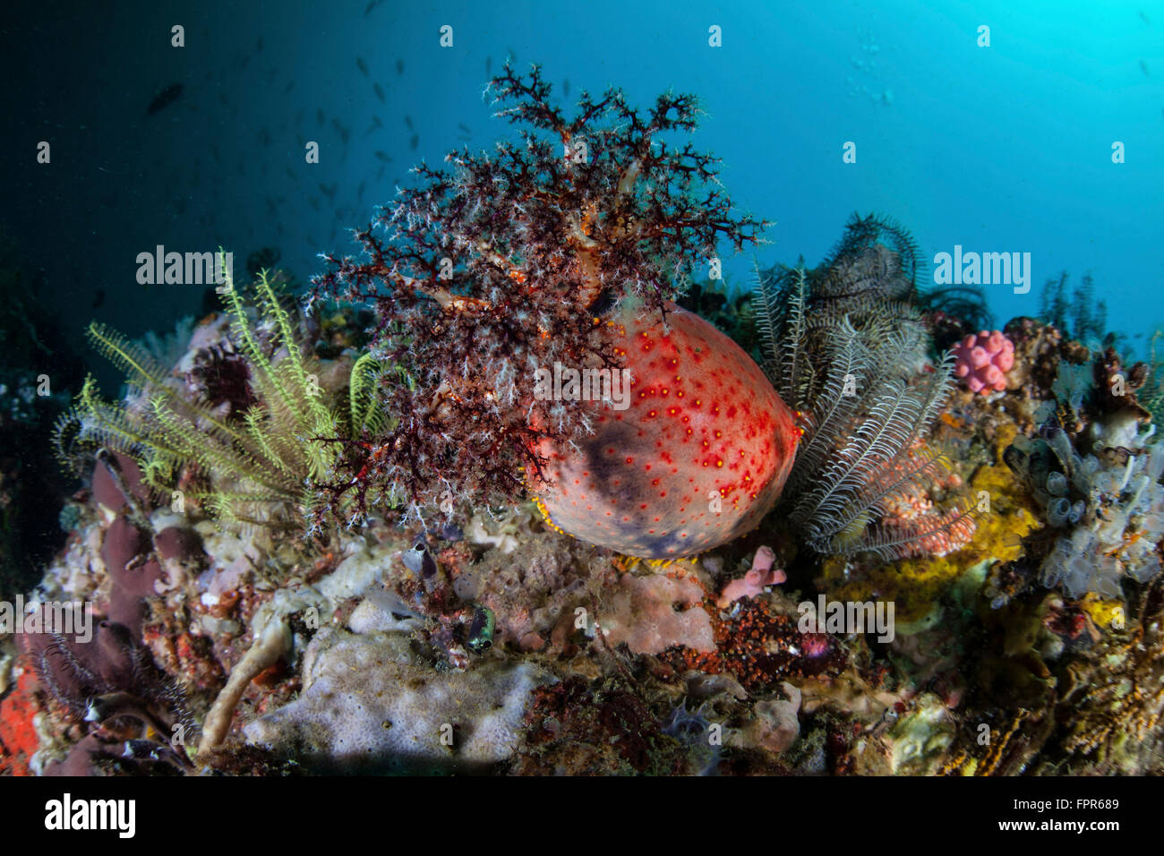 A colorful sea apple (Pseudocolochirus violaceus) clings to a reef in ...