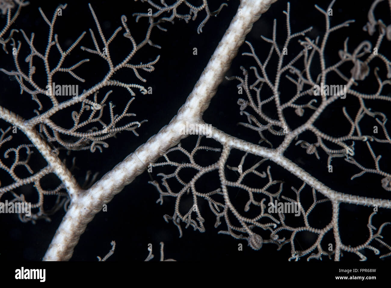 Detail on a giant basket star (Astroboa nuda) on a reef in Komodo ...