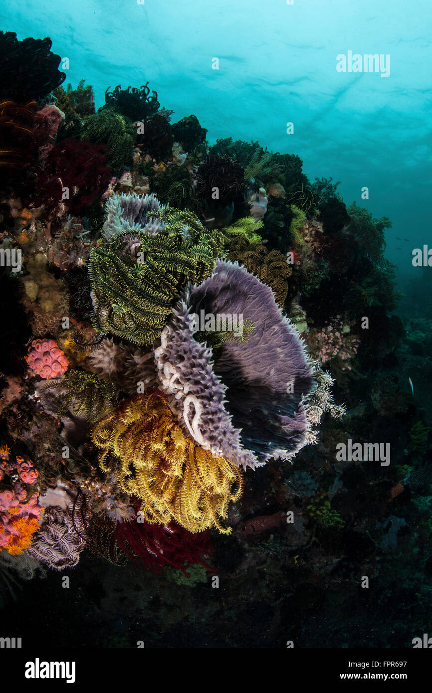 Colorful crinoids and sponges grow on a vibrant reef in Komodo National ...