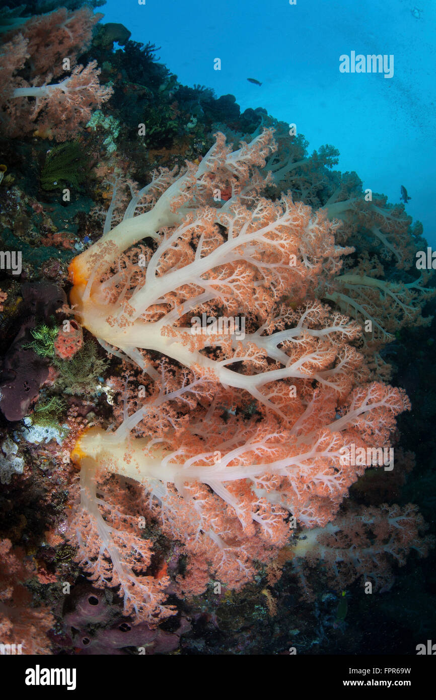 Beautiful soft coral colonies grow on a reef slope in Komodo National ...