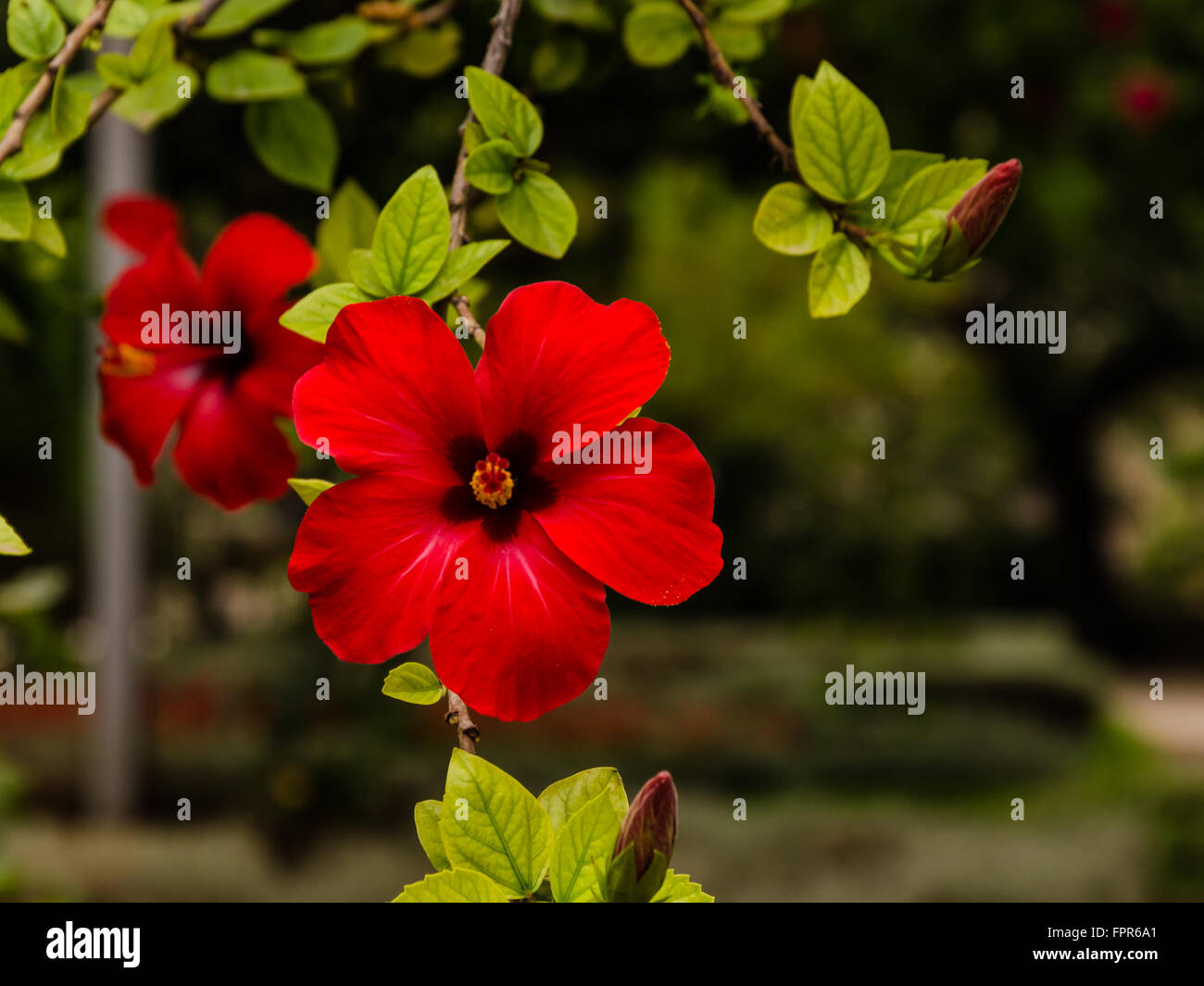 Colorful flower on branch hi-res stock photography and images - Alamy