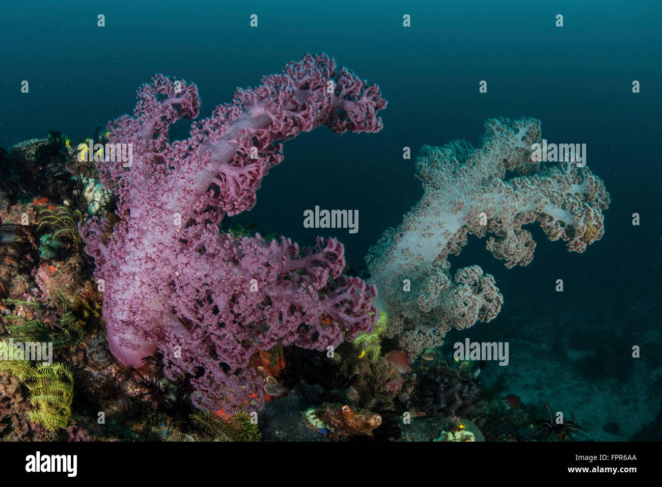 Coral reef slope hi-res stock photography and images - Alamy