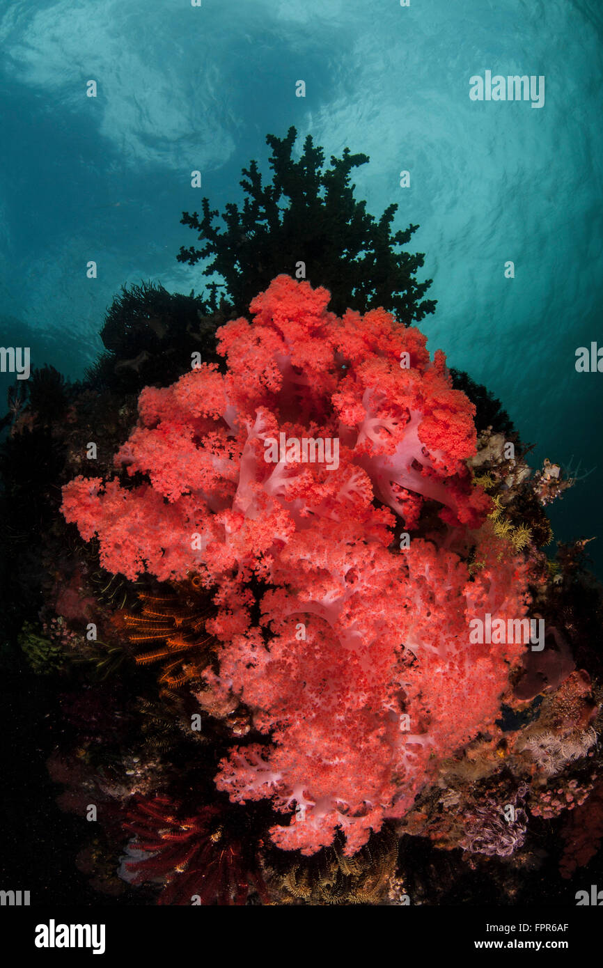 A beautiful soft coral colony grows on a reef slope in Komodo National ...