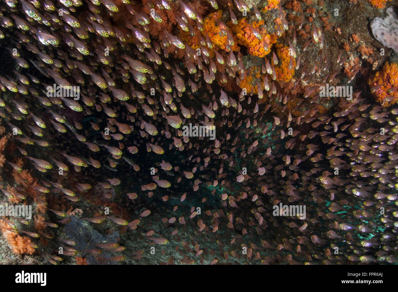 Pempheridae underwater biodiversity golden sweeper hi-res stock ...