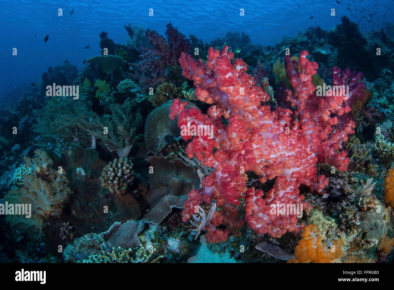 A beautiful soft coral colony (Dendronephthya sp.) grows on a reef ...
