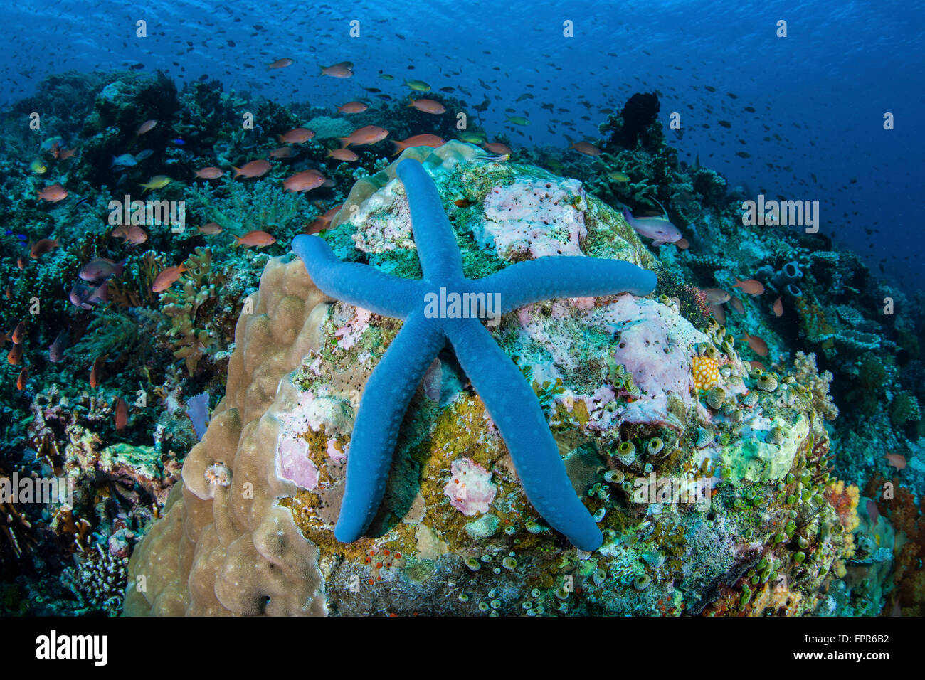 Zoology animals echinoderm starfish asteroidea hi-res stock photography ...