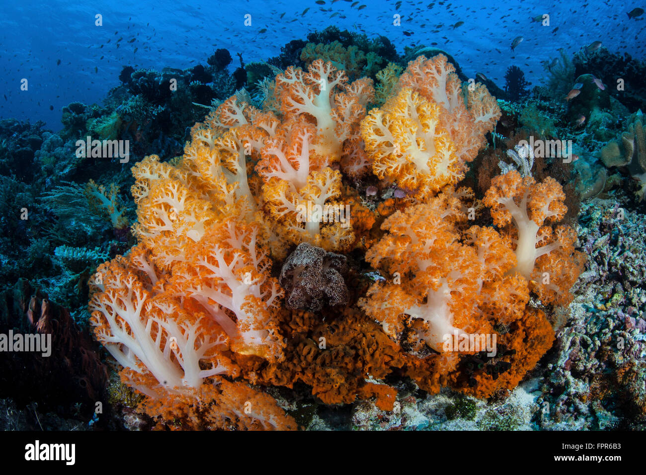 A beautiful cluster of soft coral colonies grows on a healthy coral ...