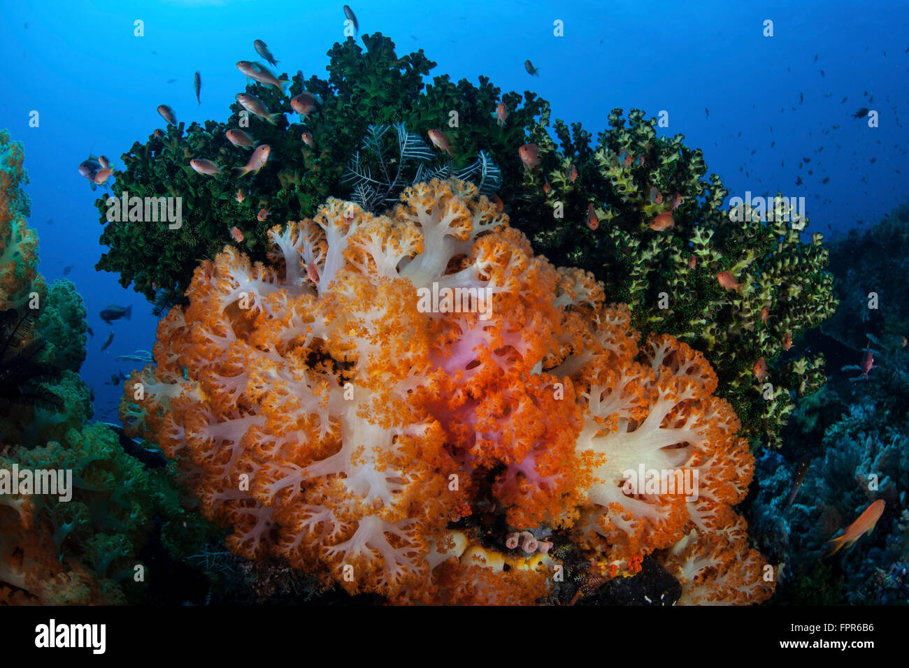 A beautiful cluster of soft coral colonies grows on a healthy coral ...