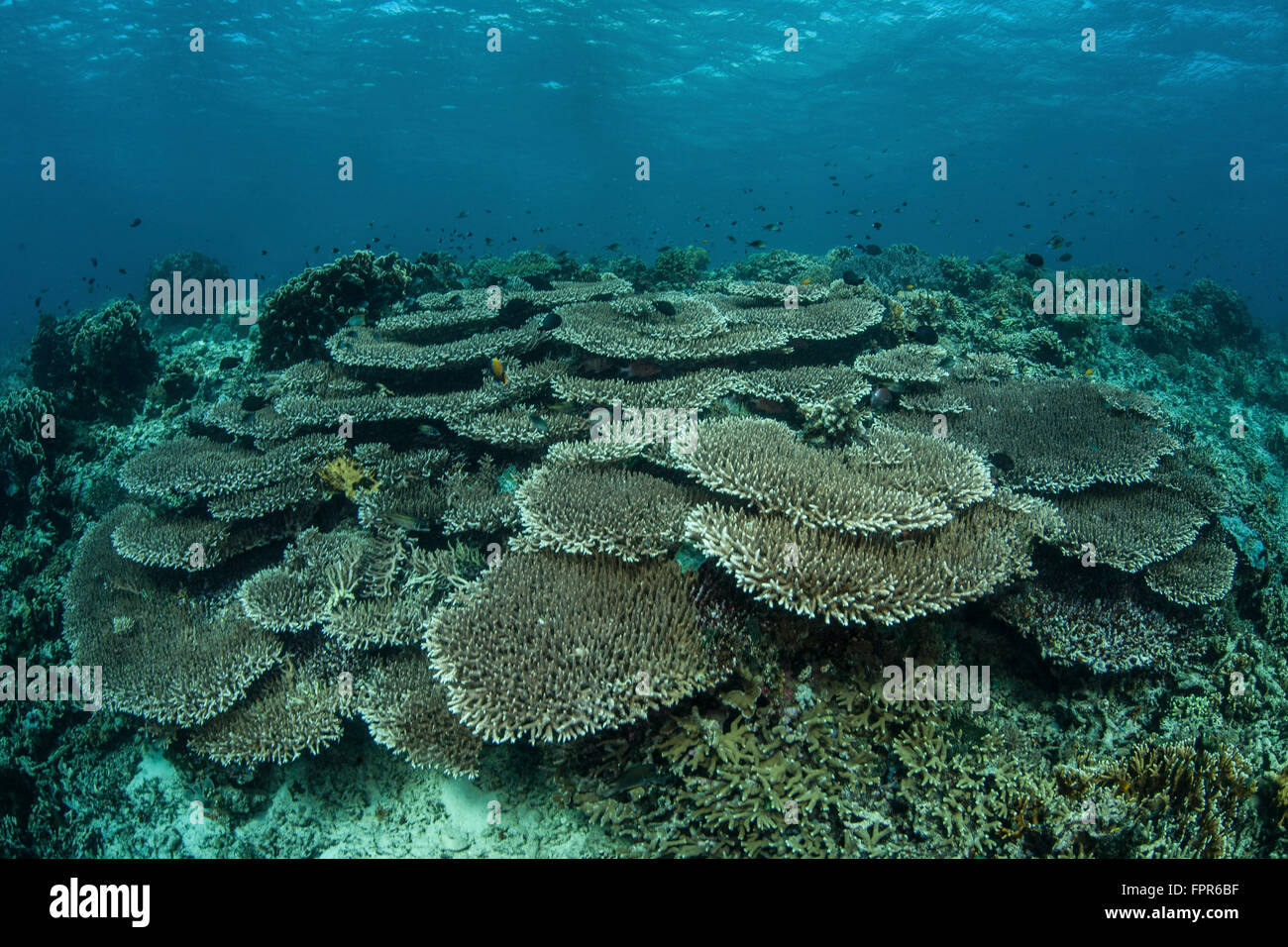 The seafloor is covered by reef-building corals in Komodo National Park ...