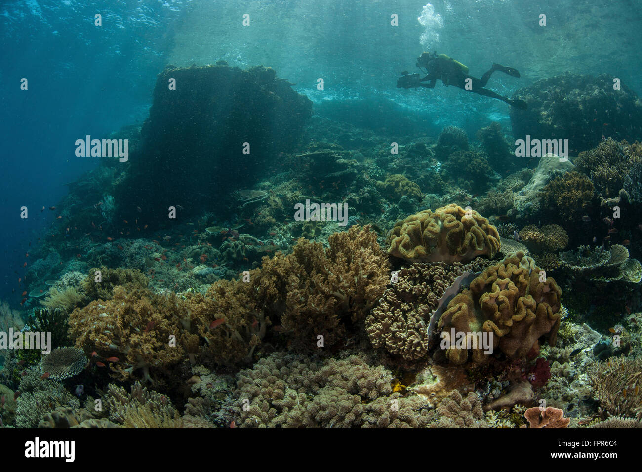 Scuba diver swimming in the pacific ocean hi-res stock photography and ...