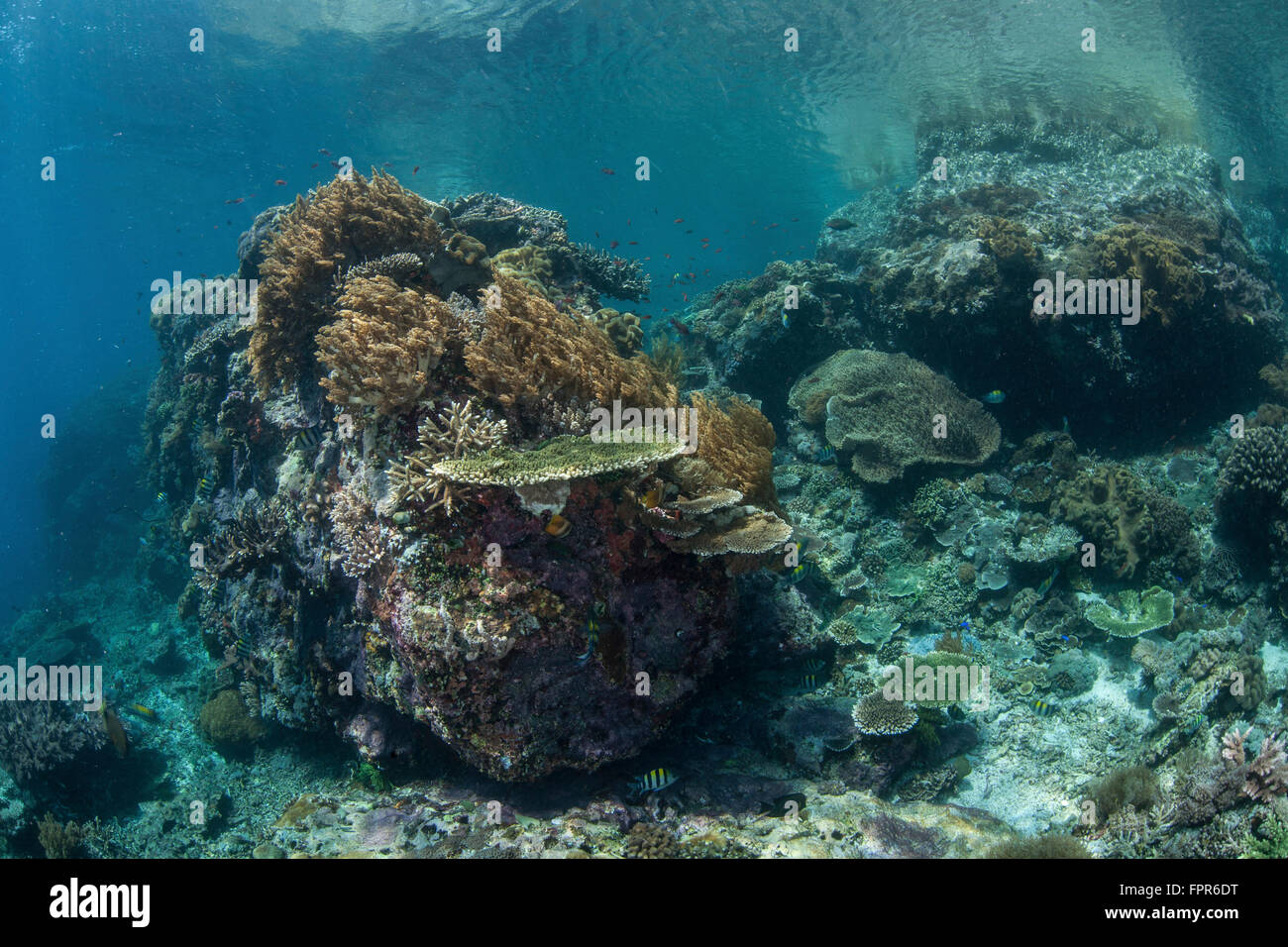 A healthy coral reef thrives in Komodo National Park, Indonesia. This ...