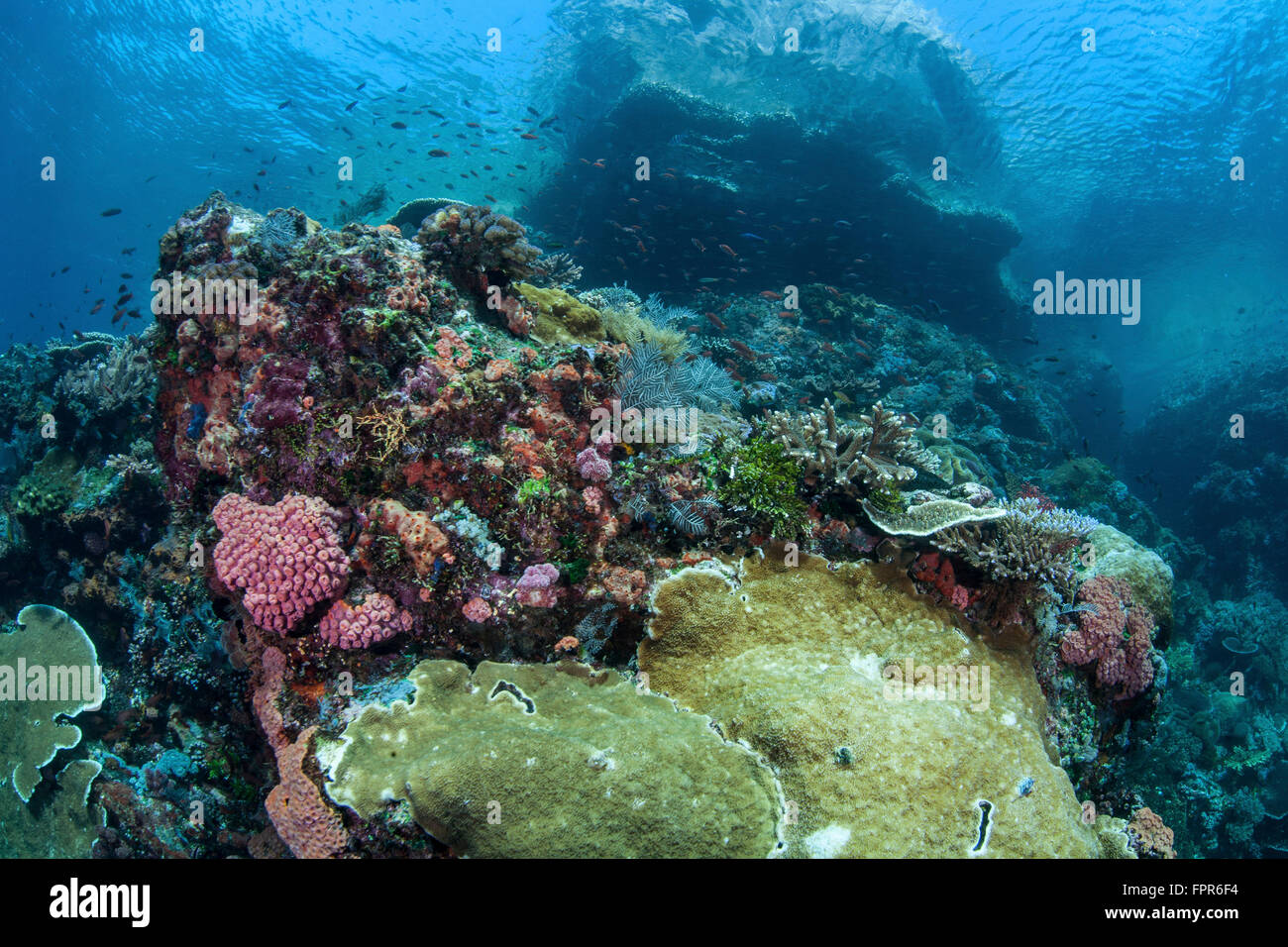 A beautiful coral reef thrives on an underwater slope in Komodo ...