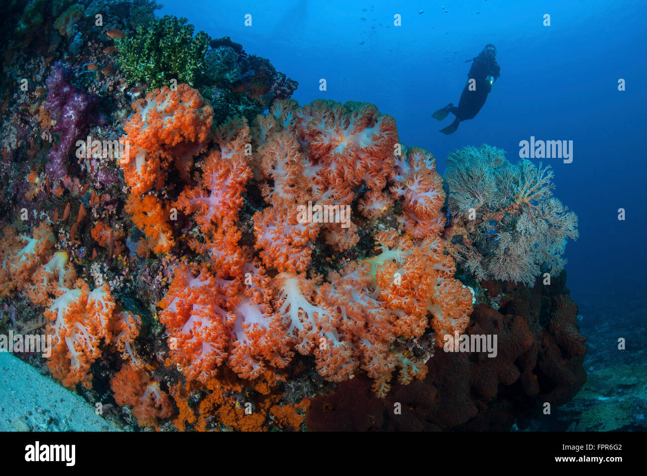 A beautiful cluster of soft coral colonies grows on a healthy coral ...
