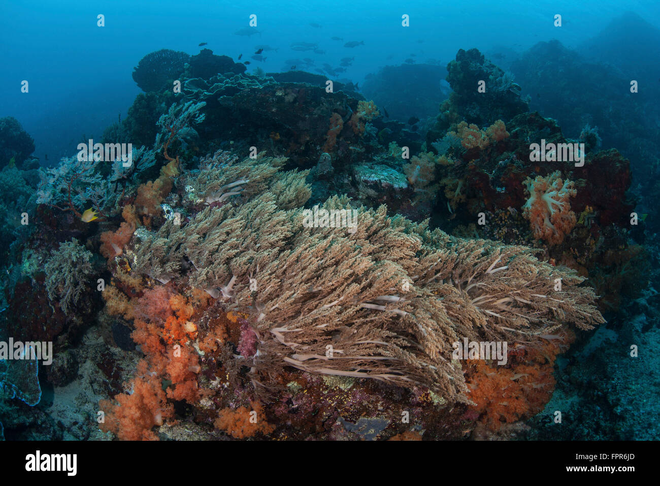 Reef Slope High Resolution Stock Photography and Images - Alamy