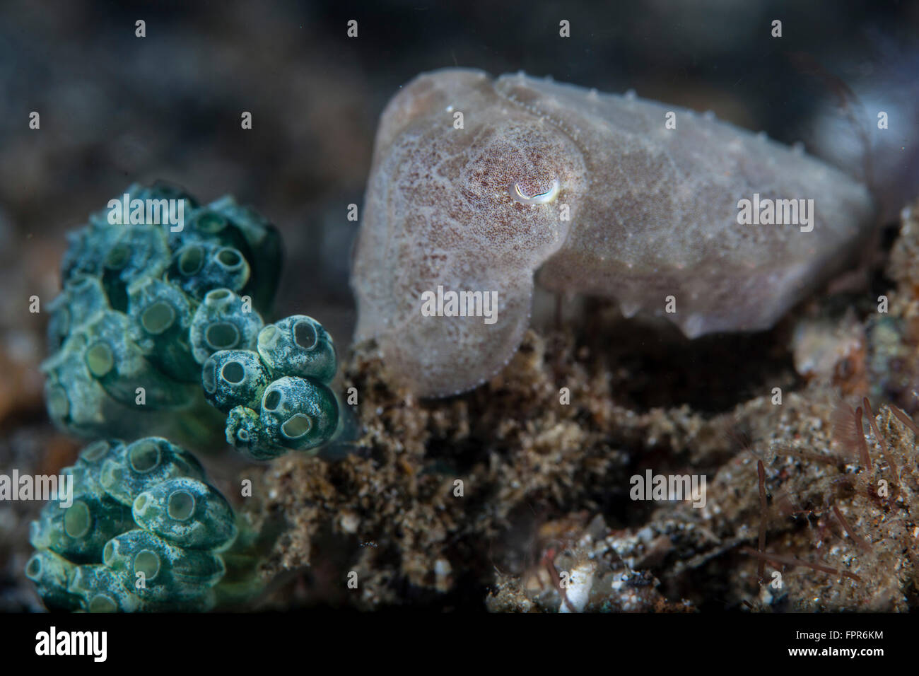 Close up of cuttlefish swimming in sea High Resolution Stock ...