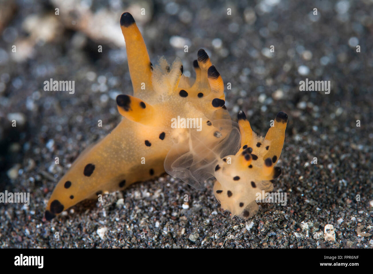 Slugs mating hi-res stock photography and images - Alamy