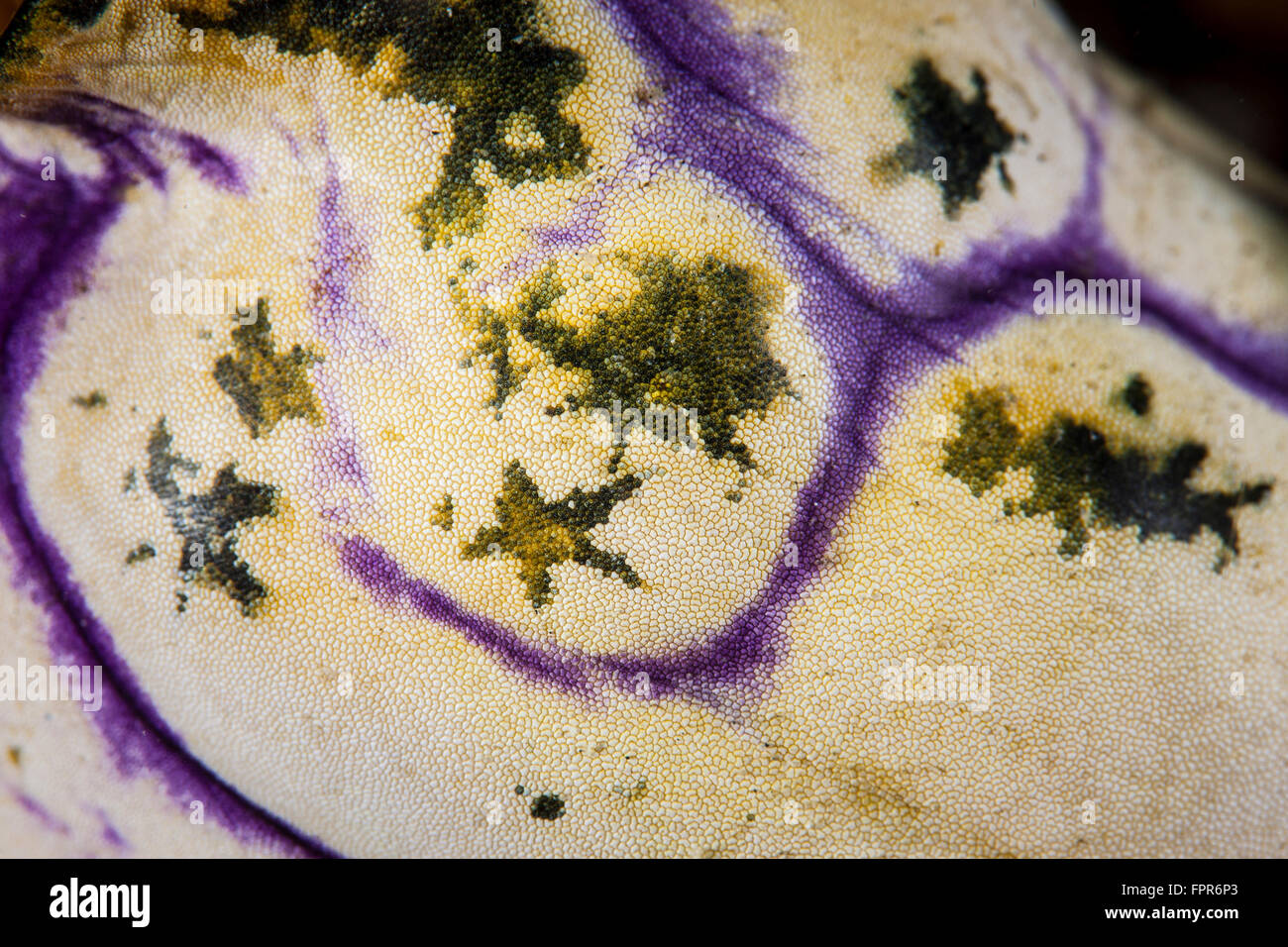 Tunicate polycarpa sp hi-res stock photography and images - Alamy