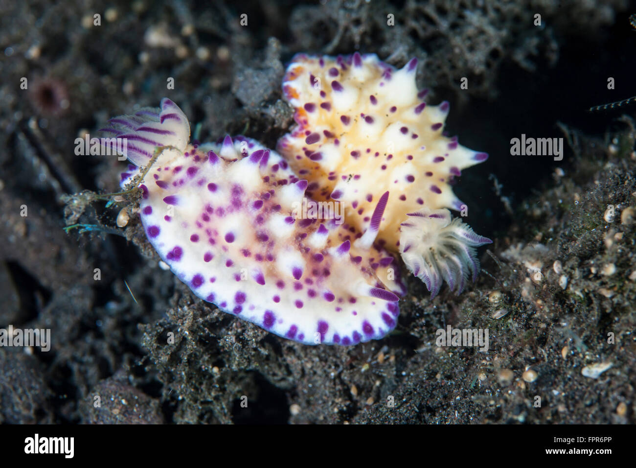 Slugs mating hi-res stock photography and images - Alamy