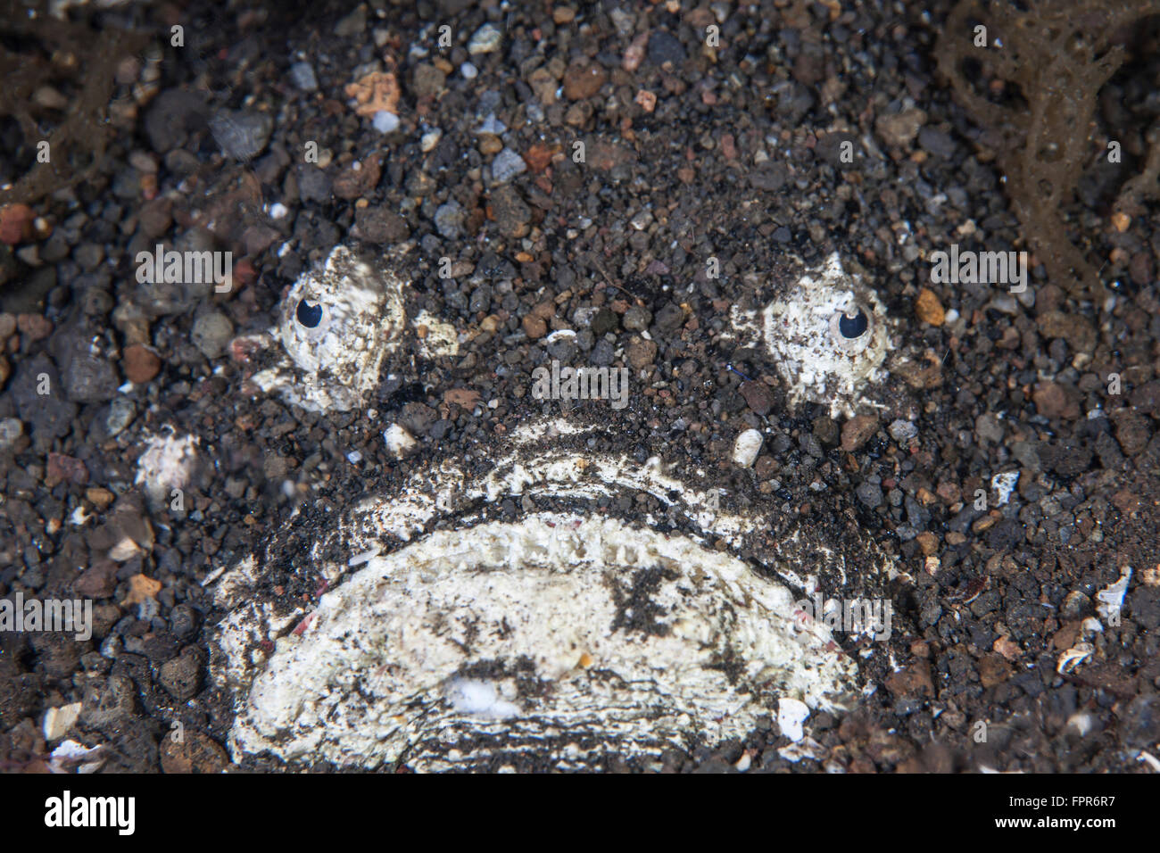 A venomous stonefish (Synanceia verrucosa) camouflages itself in sand ...