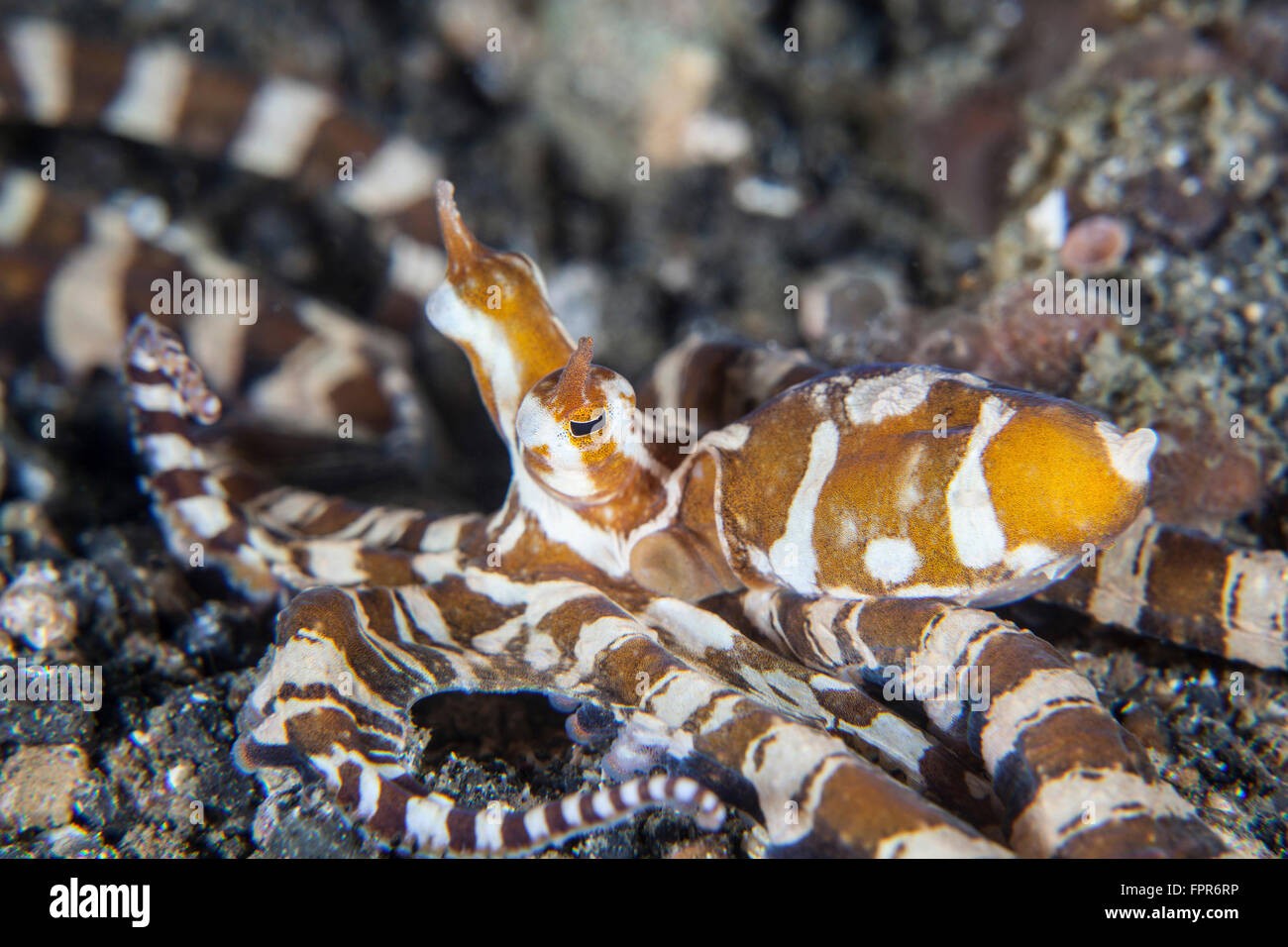 A wonderpus octopus (Wunderpus photogenicus) is found in Lembeh Strait ...