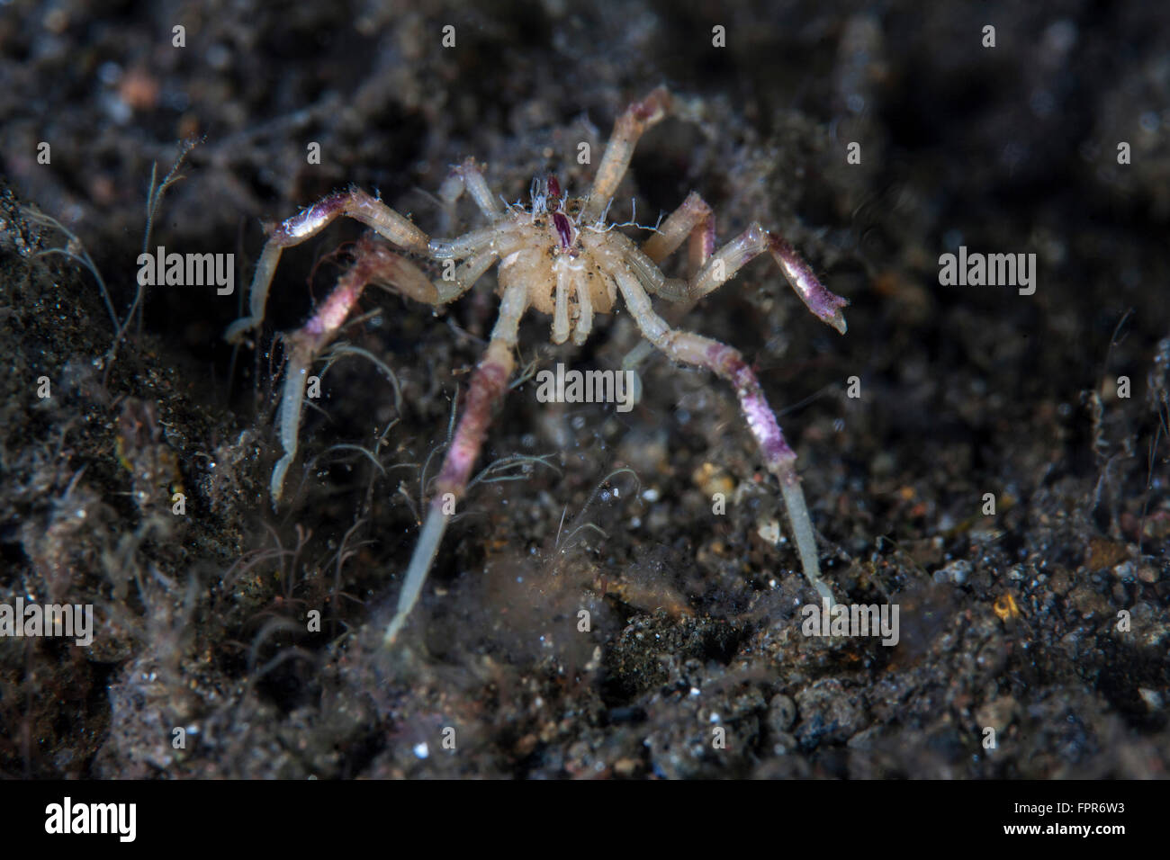 Spiders of southeast asia hi-res stock photography and images - Alamy