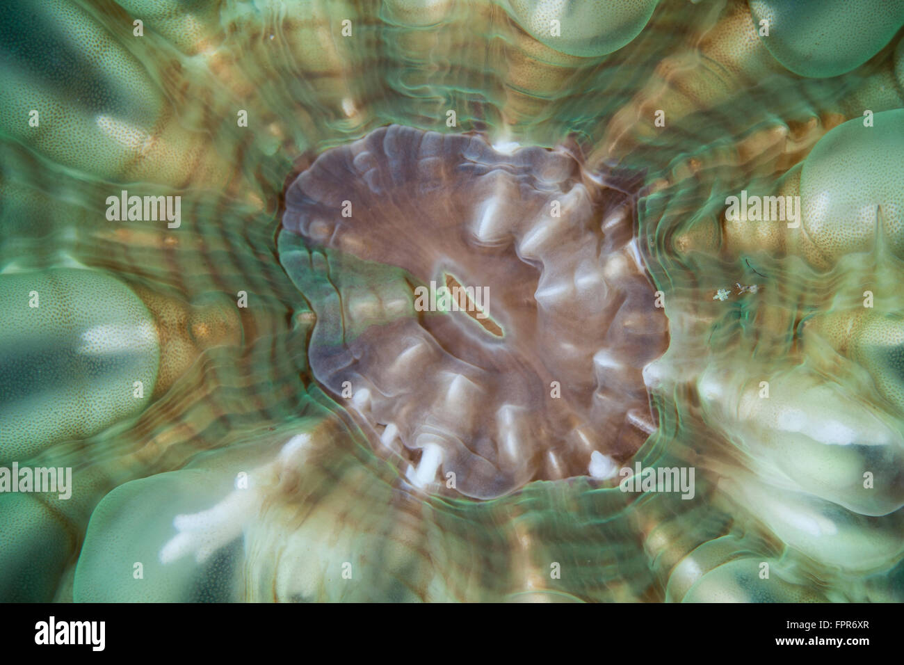 Anatomy of a coral polyp hi-res stock photography and images - Alamy