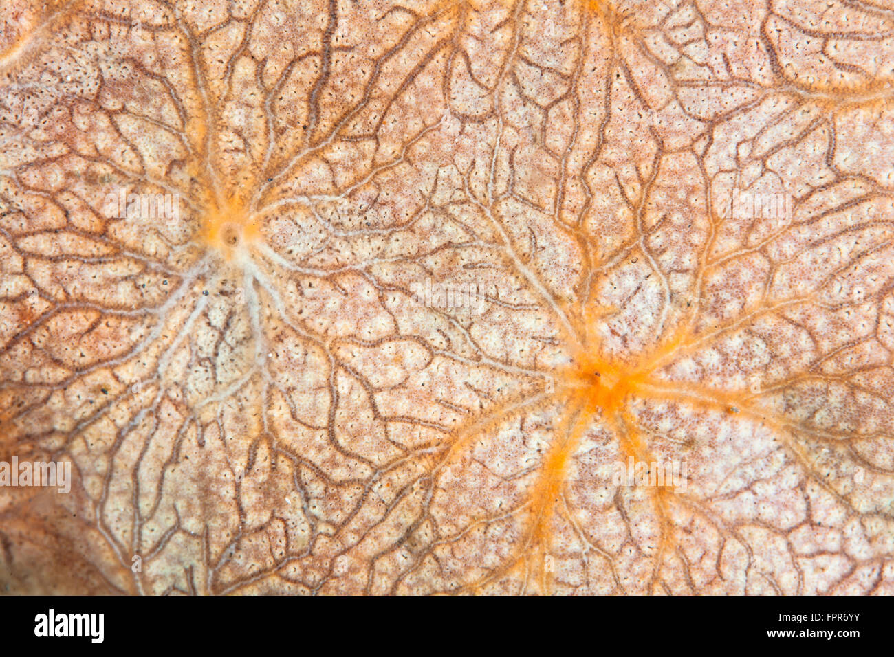 Detail of an encrusting sponge growing on a reef in Komodo National ...