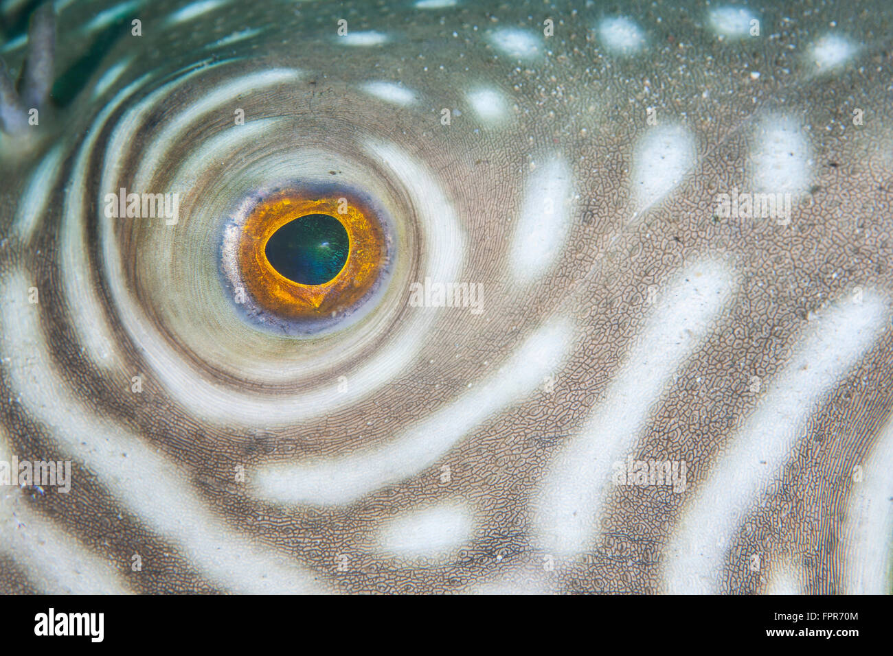 Detail of the eye of a reticulated pufferfish (Arothron reticularis) in ...