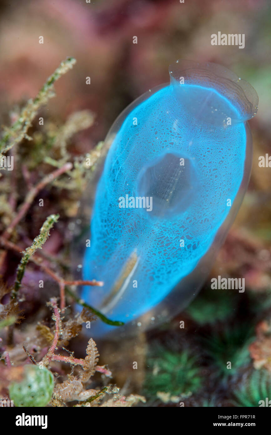 A beautiful tunicate grows on a reef in Indonesia.This tropical region ...