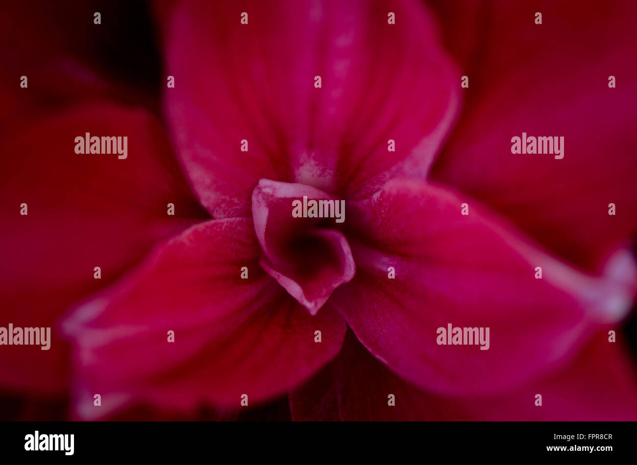 Selective focus of inside of pink iris flower Stock Photo - Alamy