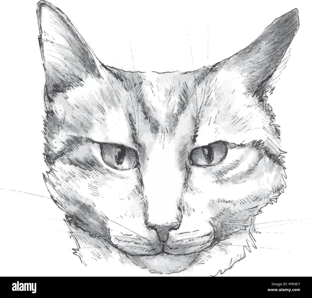 Cat. Hand-drawn cat Stock Vector Image & Art - Alamy