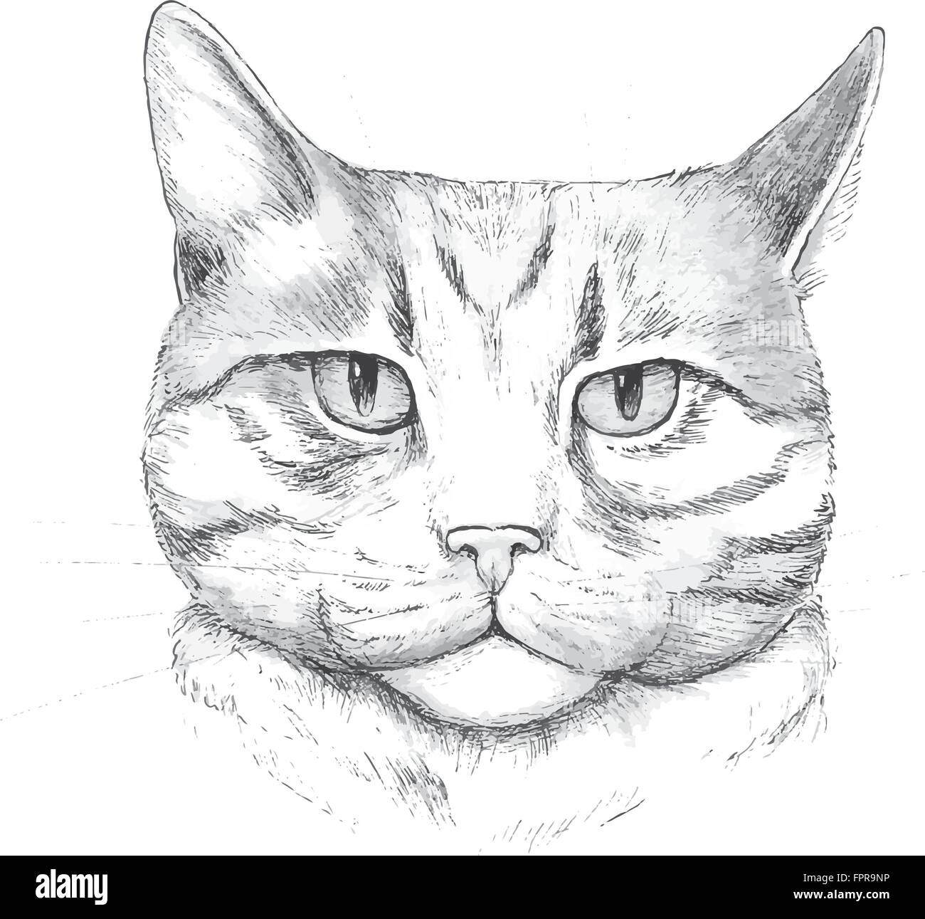 Cat. Hand-drawn cat Stock Vector Image & Art - Alamy