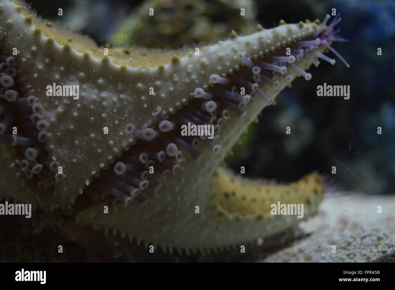 Underneath starfish hi-res stock photography and images - Alamy
