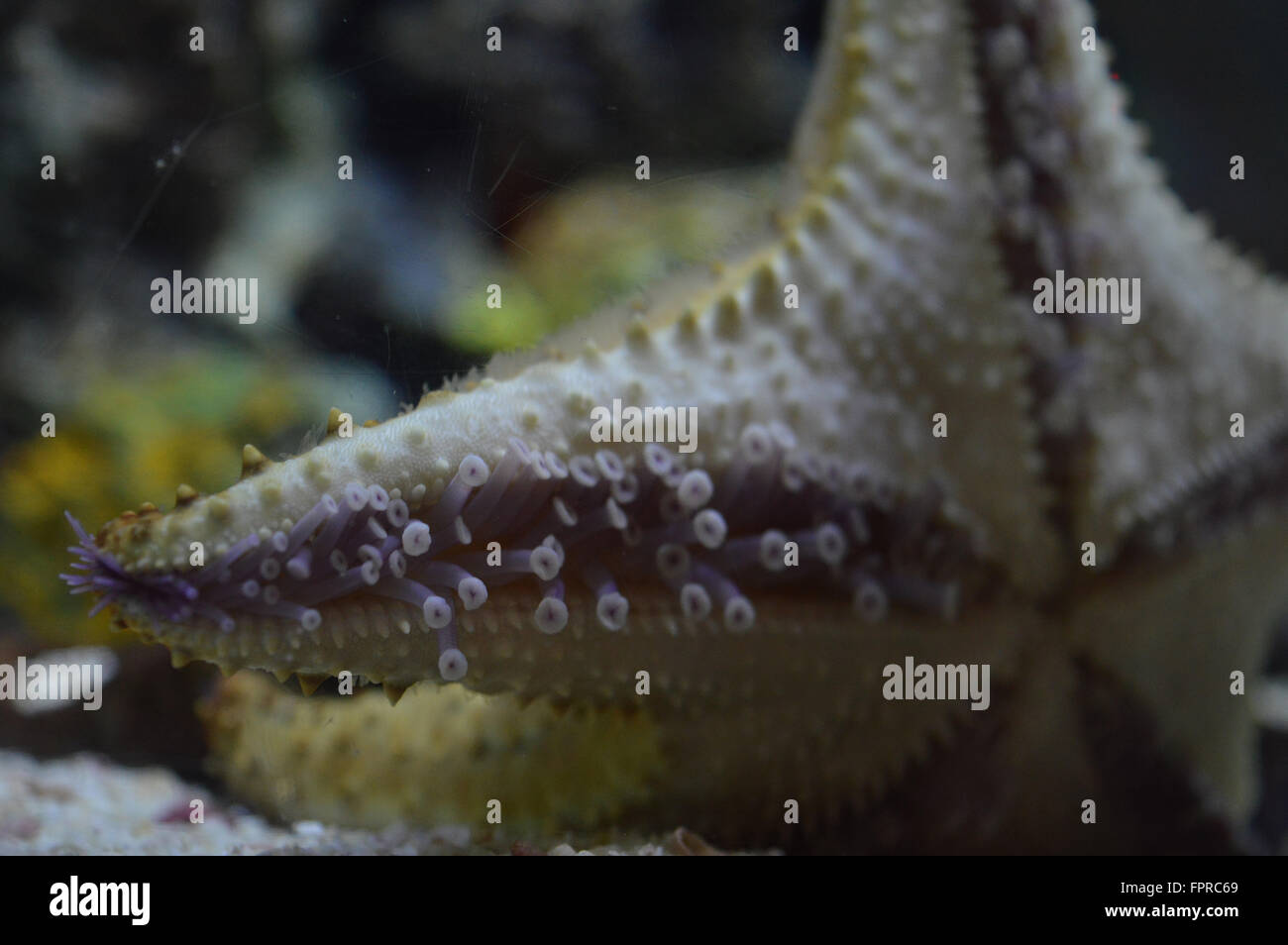Tube feet starfish hi-res stock photography and images - Alamy