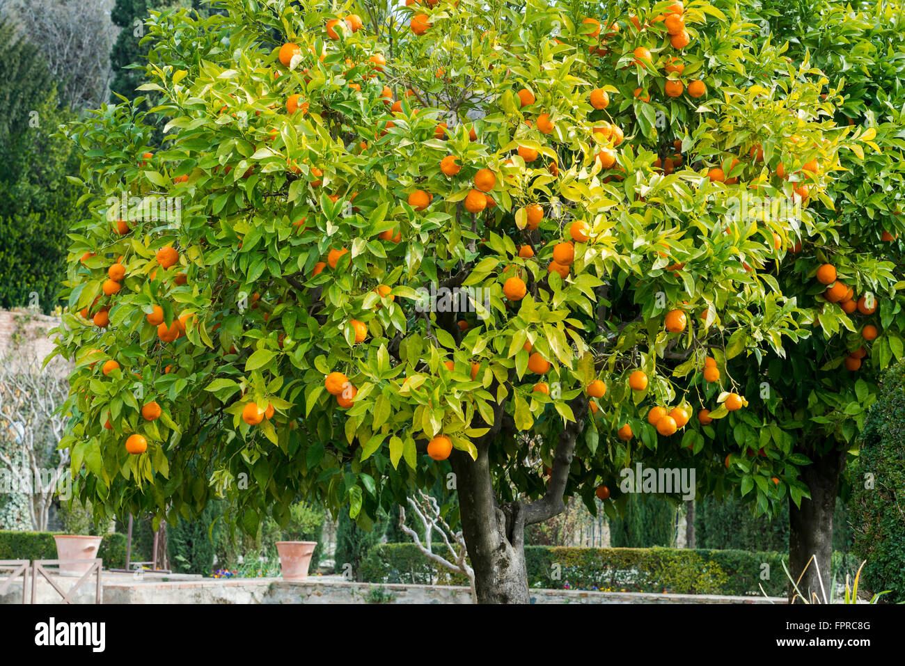 Orange tree, Alhambra, Granada, Spain, Europe Stock Photo - Alamy