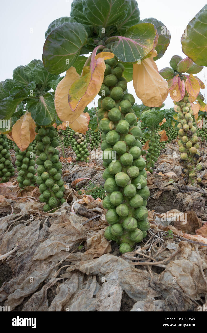 Brussels sprouts on the stalk, ready for the harvest Stock Photo - Alamy