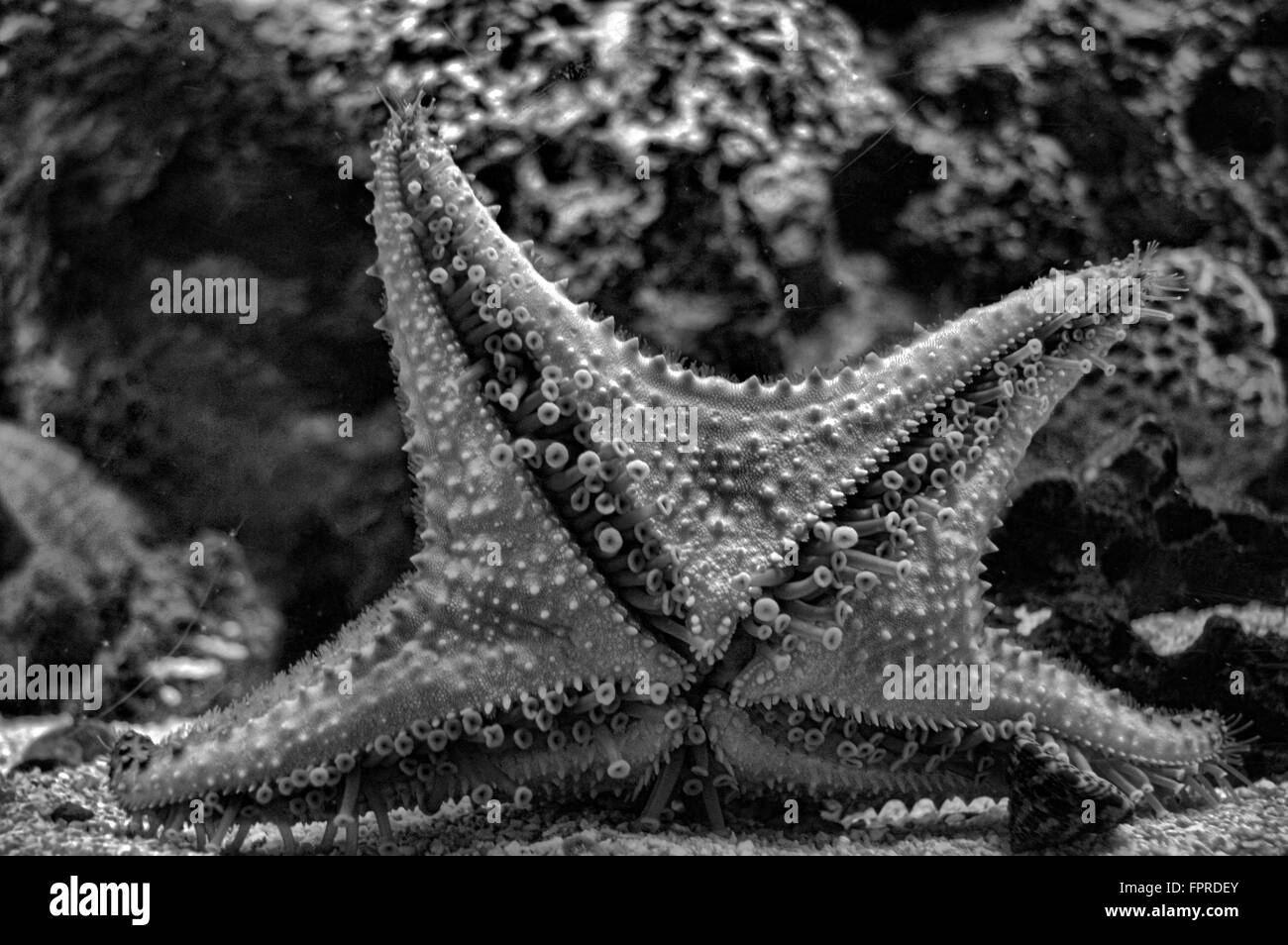 Starfish Black and White Stock Photos & Images - Alamy