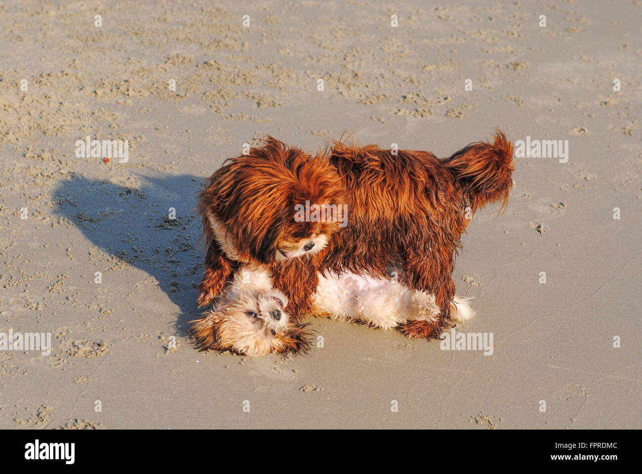 Dogs having fun playing at the beach Stock Photo - Alamy