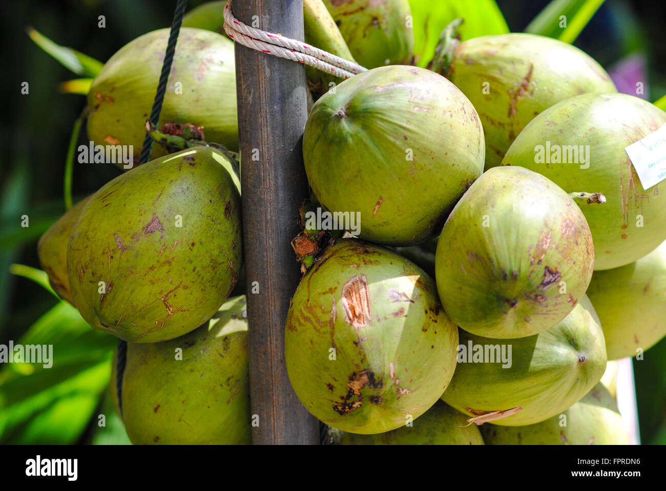 Thai coconuts Thailand Stock Photo - Alamy