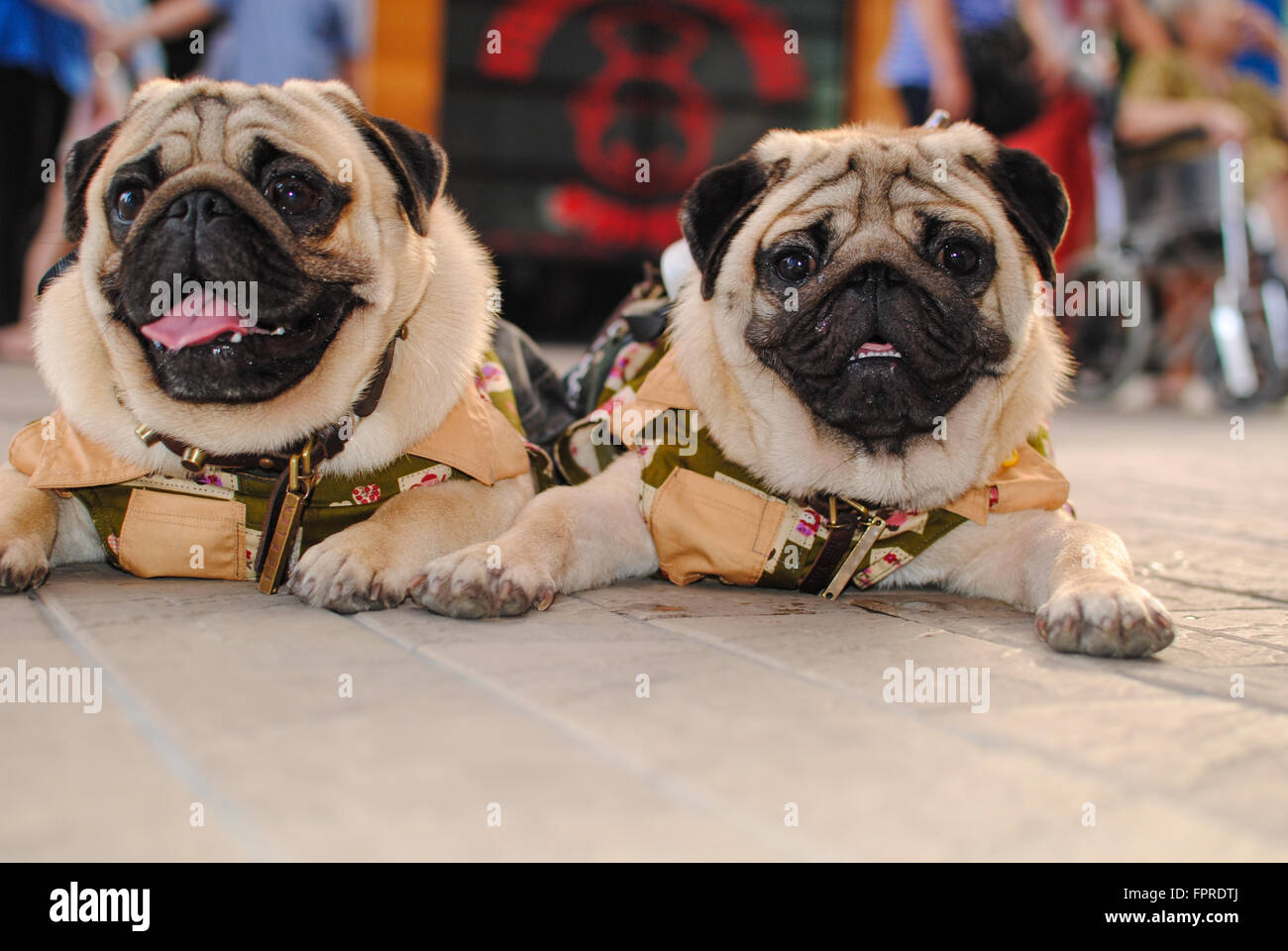 Pug dog dogs Stock Photo - Alamy