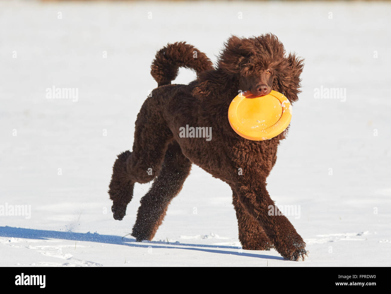 Standard Poodle Agility High Resolution Stock Photography and Images ...
