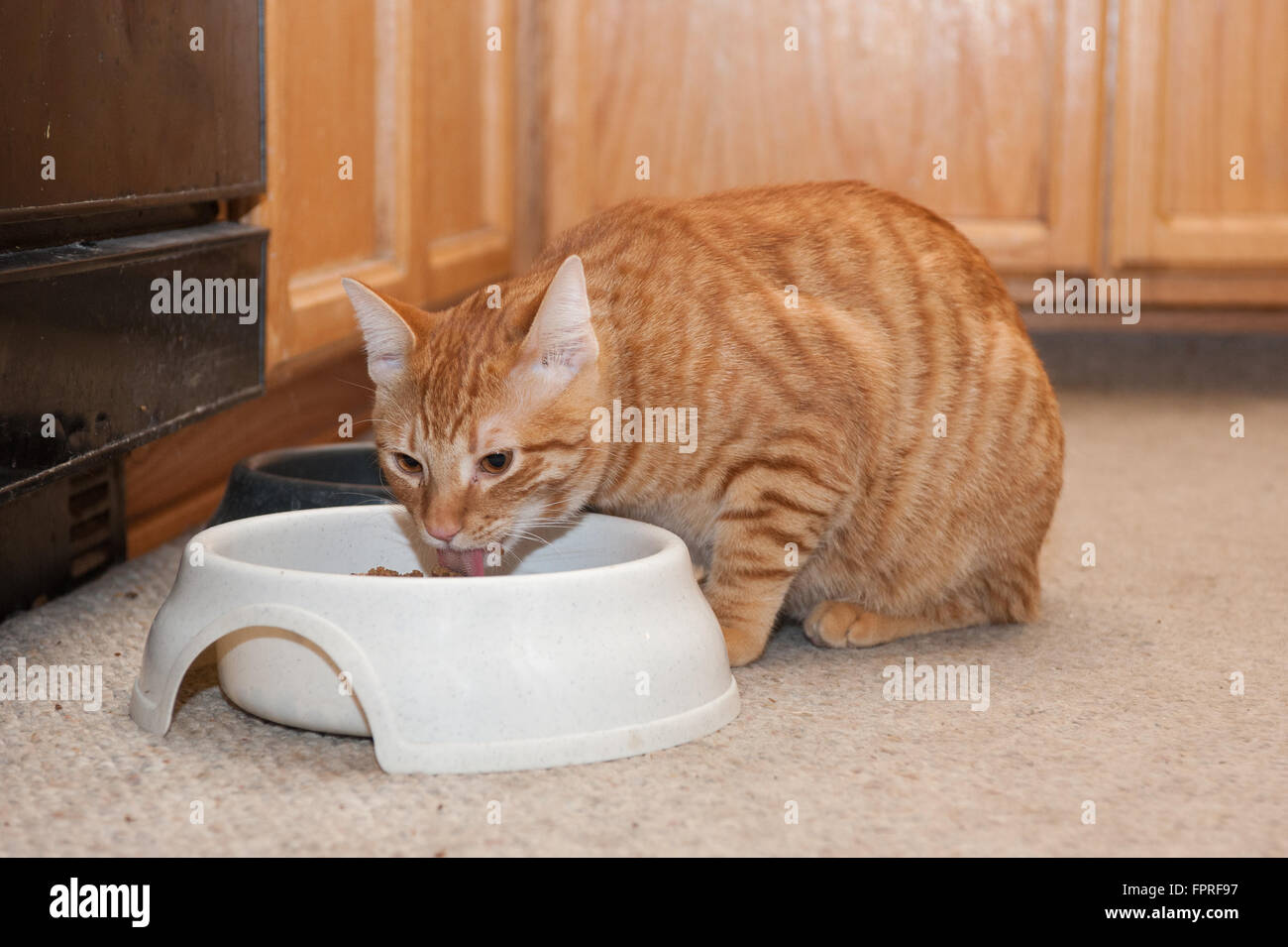 Tabby cat eating a meal Stock Photo - Alamy