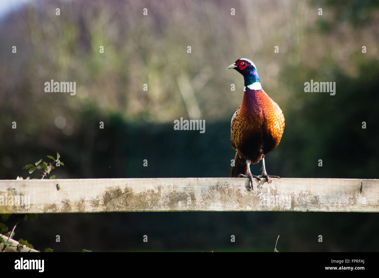 Pheasant on a farm gate Stock Photo - Alamy