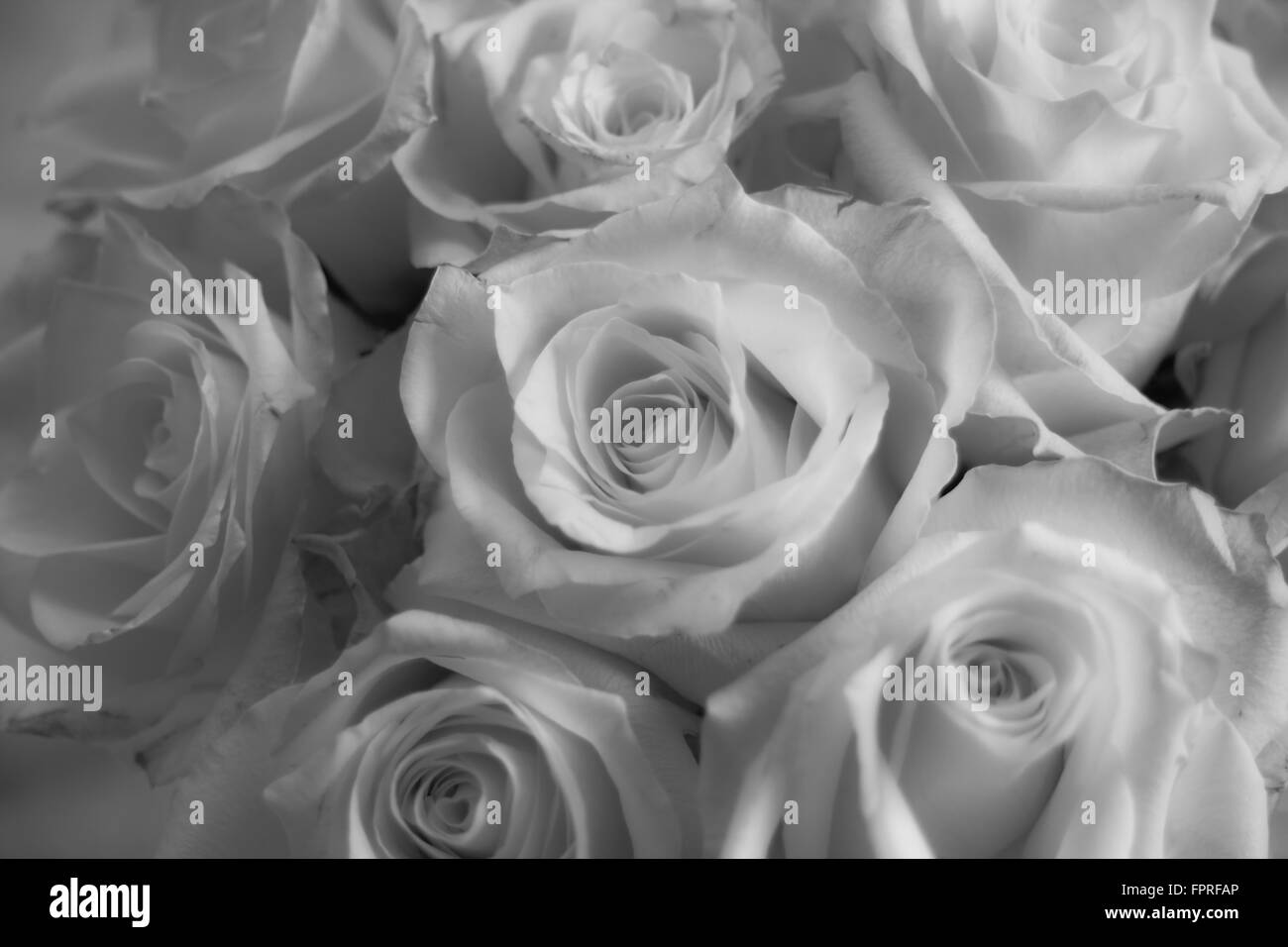 Close up, monochrome roses Stock Photo - Alamy