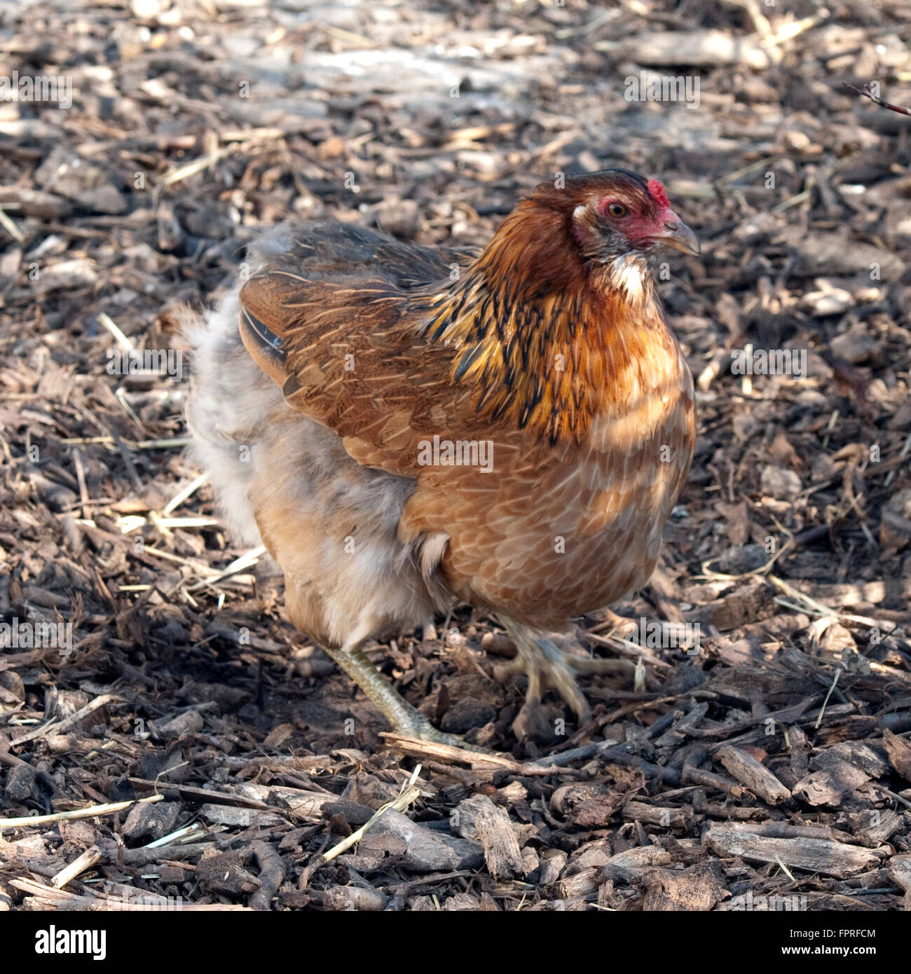 Araucana hen araucana chickens hi-res stock photography and images - Alamy