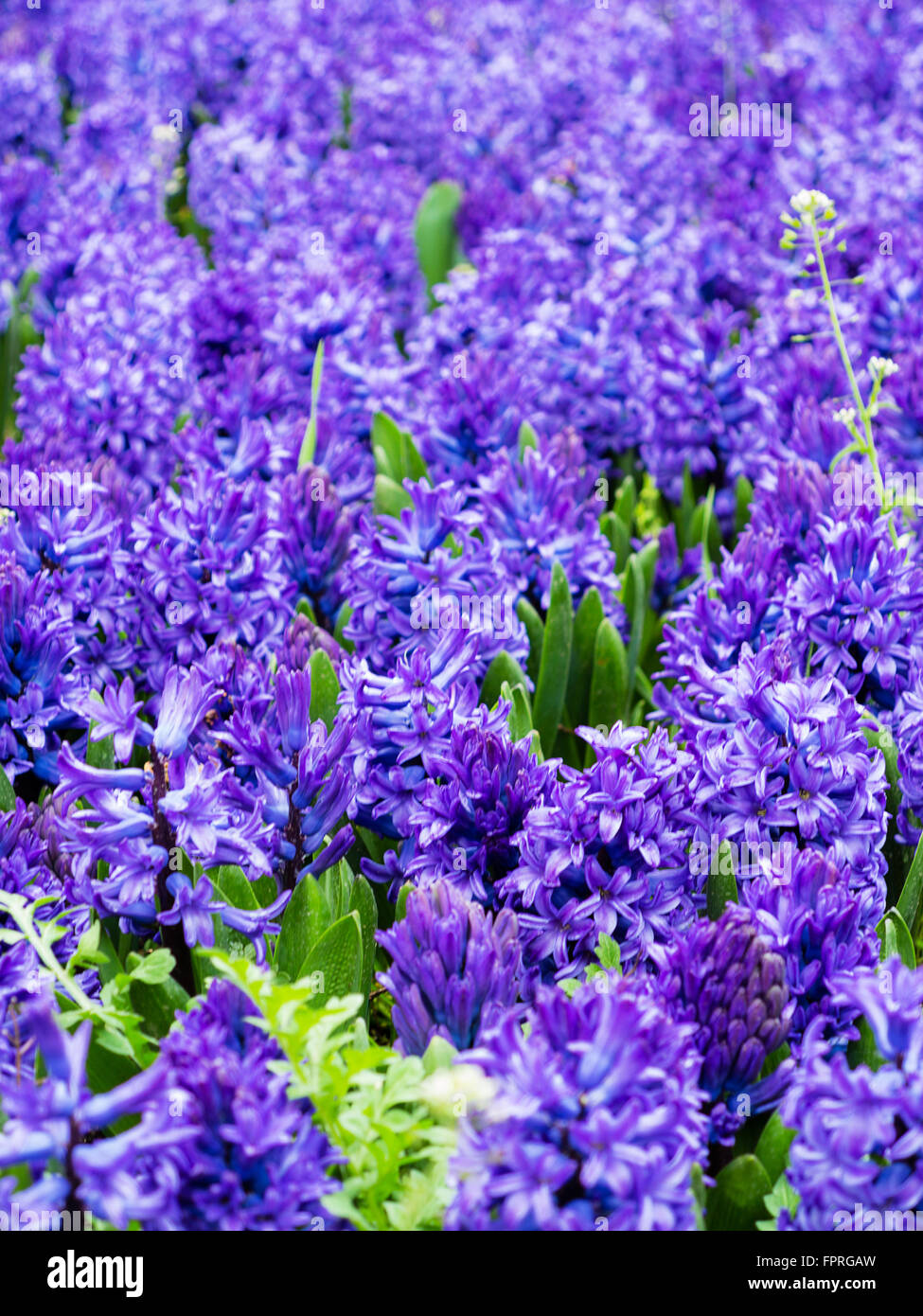 Hyacinths lilac field in spring Stock Photo - Alamy