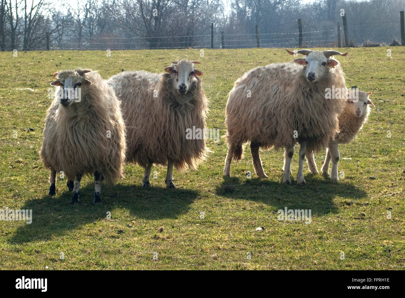 Valachian sheep hi-res stock photography and images - Alamy