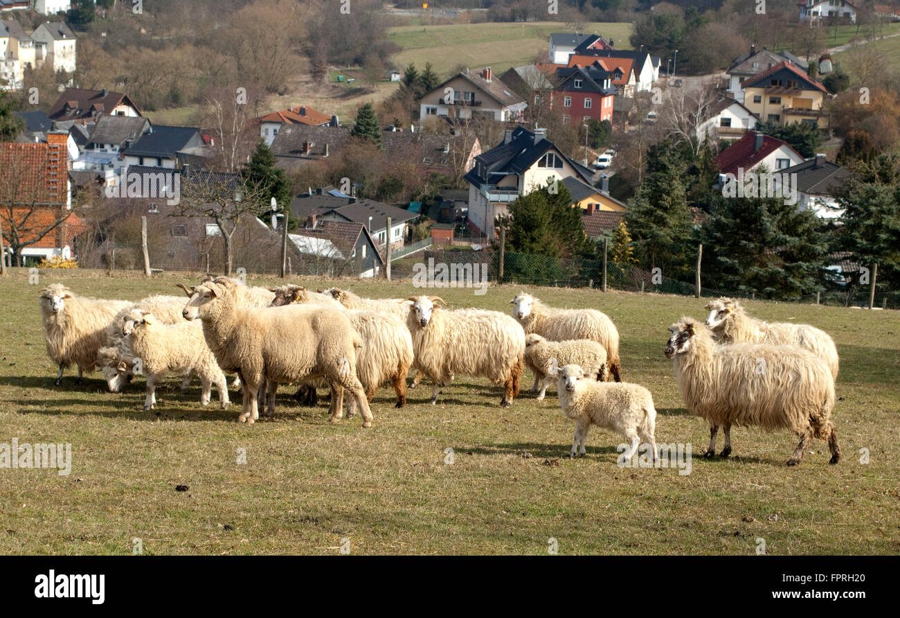 Wallachian sheep hi-res stock photography and images - Alamy