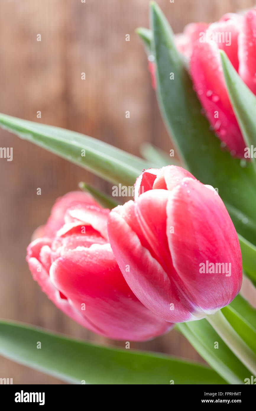 tulips in the sunlight and drops of dew Stock Photo - Alamy